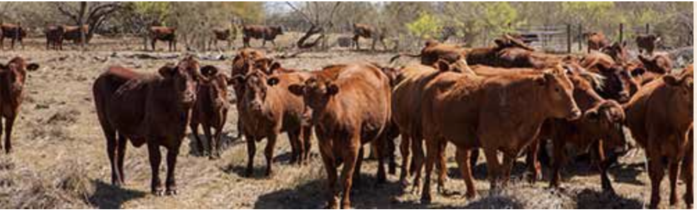 Our Tours - King Ranch