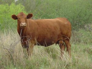 Cattle - King Ranch